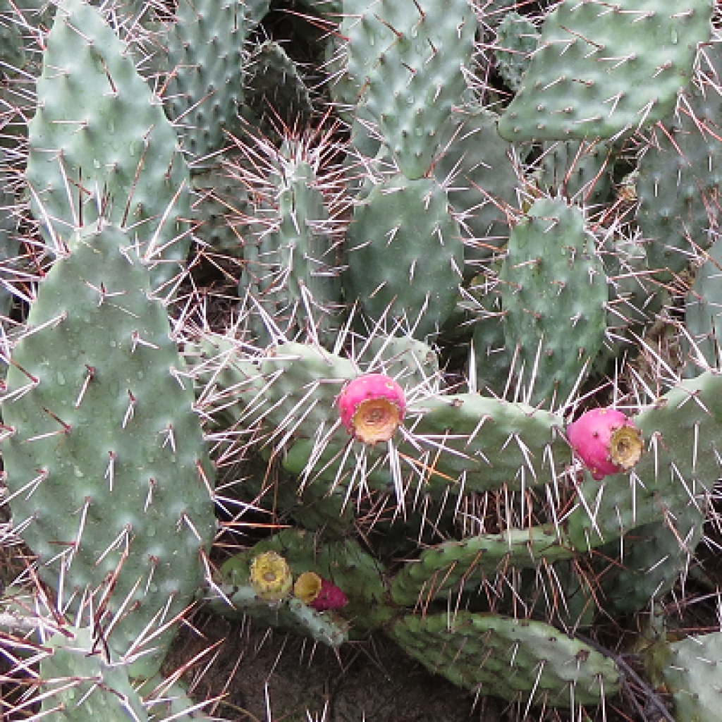 SASSCAL Intern Dedicates Herself to Tackling Invasive Cacti in and ...